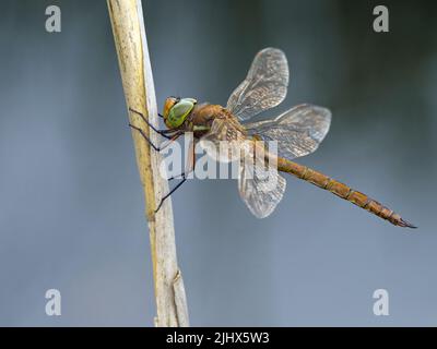 Norfolk Hawker Dragonfly (Aeshna isoceles) adult perched on reed stem ...