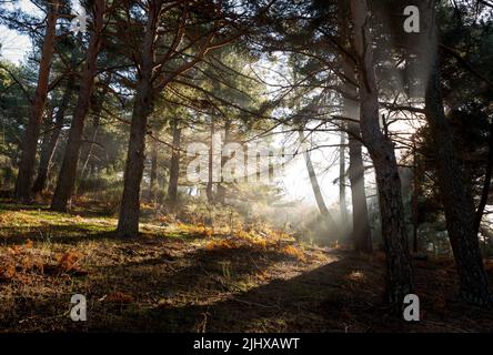 Scots pine forest in Fuenfria Valley, municipality of Cercedilla ...