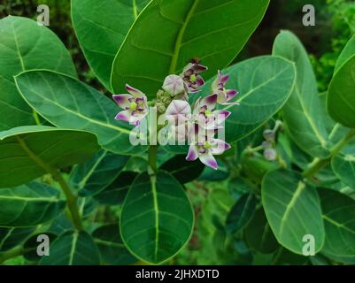 Indian green aak or a madar plant, Beautiful aak tree with green patti ...