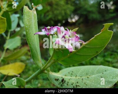 Indian green aak or a madar plant, Beautiful aak tree with green patti ...
