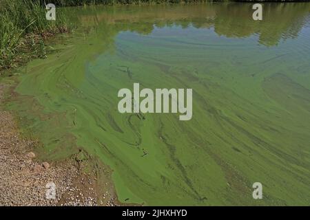 Dark green colored algae that fill the lake Stock Photo - Alamy