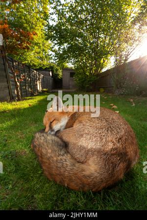 Red fox (Vulpes vulpes) sleeping on woodpile / pile of firewood at edge ...