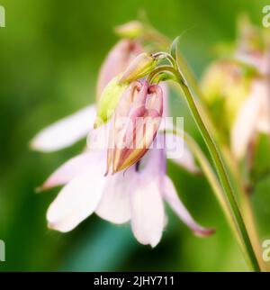 Closeup of pink common columbine flowers with bokeh copy space ...
