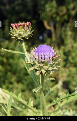 A closeup shot of blooming purple thistle flowers on a sunny field ...