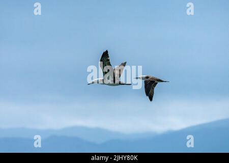 Peruvian Boobies, Sula variegata, flying over the Pacific Ocean at ...