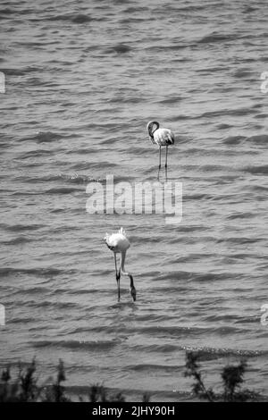 Flamingo on a grayscale background Stock Photo - Alamy