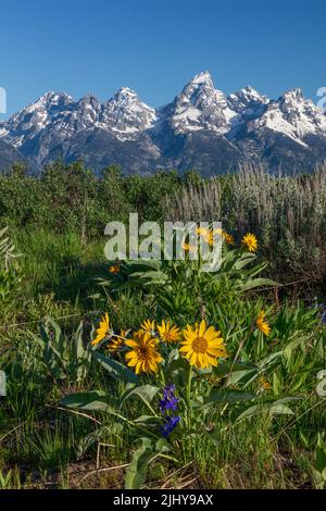 spring flowers with Grand Teton Range, Grand Teton National Park ...