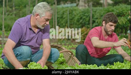 Father and adult son cultivating food at small organic farm. People ...