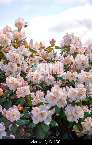 Light pink azalea flowers growing on a shrub in Da Lat Vietnam Stock ...