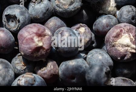 Blueberries in a close-up. Bad blueberries. Old fruit close-up ...