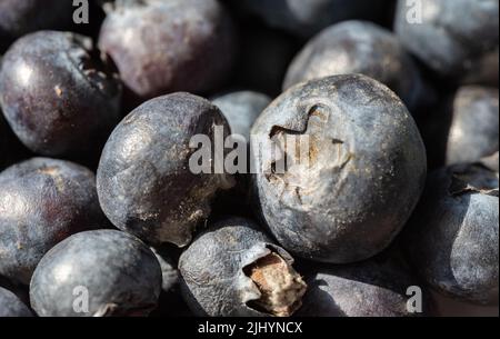 Blueberries in a close-up. Bad blueberries. Old fruit close-up ...
