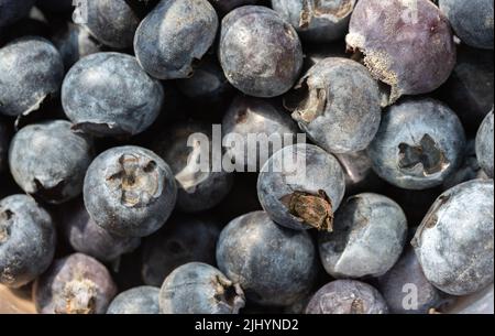 Blueberries in a close-up. Bad blueberries. Old fruit close-up ...
