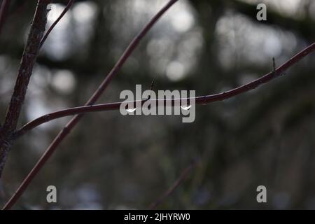 Snow melts on a branch, water drops on trees, the beginning of spring ...