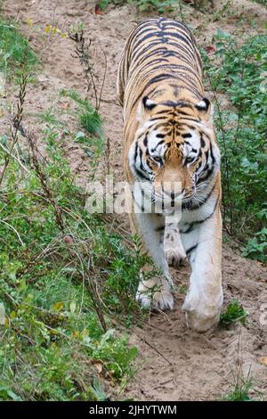 Tiger between trees and rock. Striped coat of elegant predators. Big ...