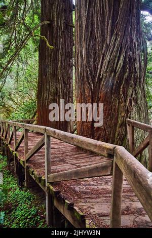 The view of a Ancient Redwood forest from the inside of large Redwood ...