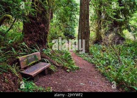 Natural scenery of the forests in Redwood National Park, California ...