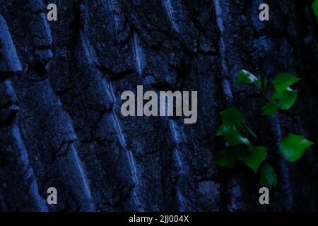 Young branch with leaves grow right through the bark of the tree. New ...