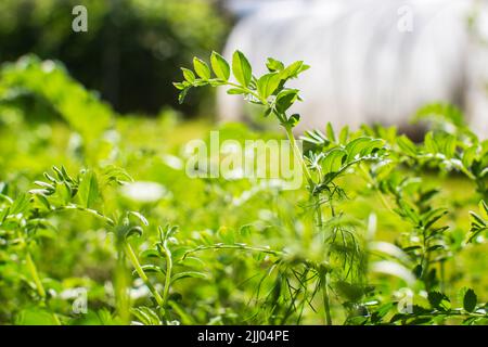 Chickpea crops planted in soil get ripe under sun. Cultivated land ...