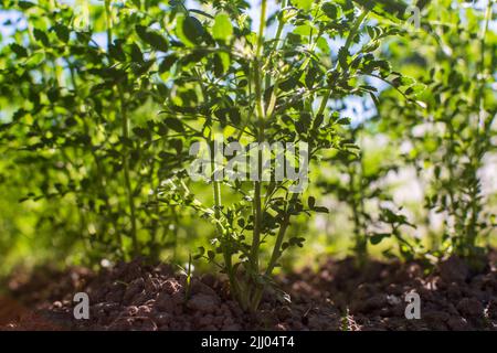 Chickpea crops planted in soil get ripe under sun. Cultivated land ...