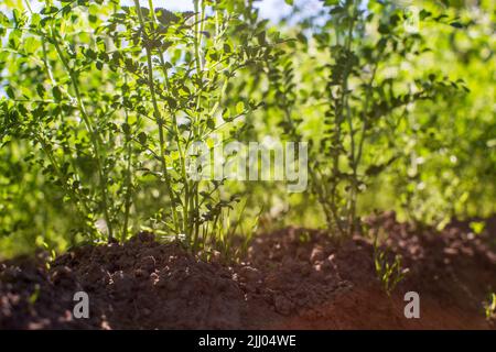 Chickpea crops planted in soil get ripe under sun. Cultivated land ...