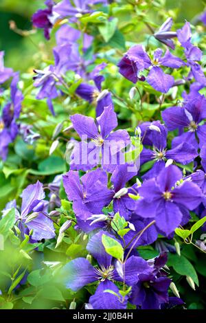 Beautiful purple clematis flowers growing on wooden fence Stock Photo ...