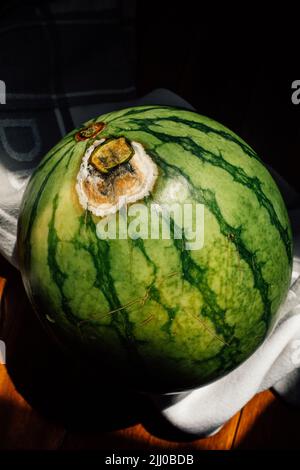 mold on watermelon Stock Photo - Alamy