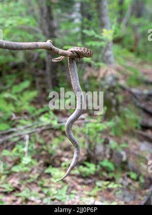Siberian pit viper, Gloydius halys Stock Photo - Alamy