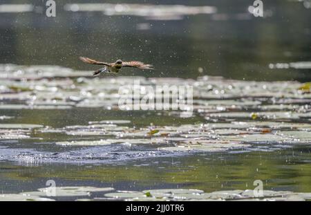 A backlit Rainbow Bee-eater in flight over a wetland waterhole ...
