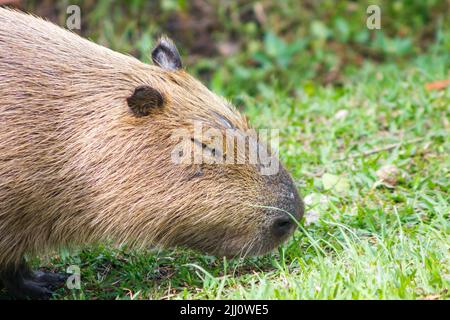 capybara feeding outdoors in Rio de Janeiro Stock Photo - Alamy