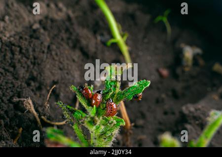 A lot of red young larvae of the Colorado potato beetle eat the leaves ...