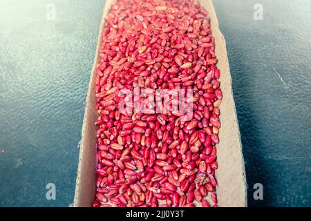 Red wheat poison from rats and mice close up Stock Photo - Alamy