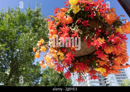 Hanging flower baskets on Calgary downtown streets in summer Stock ...