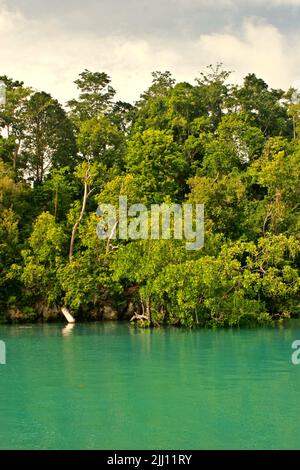 Coastal vegetation on Maratua Island, a part of Berau Marine Protected ...