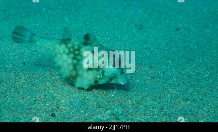 Close-up of Boxfish swims over sandy bottom. Thornback Boxfish or Camel ...