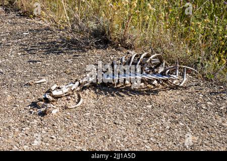 rest bones of dead animal maybe a roe deer Stock Photo - Alamy