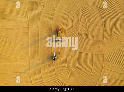 Workers drying paddy or rice grains on concrete and husking rice in ...