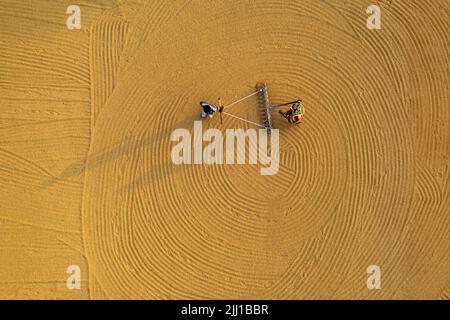 Workers drying paddy or rice grains on concrete and husking rice in ...