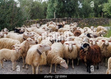 Sheep farming is widespread in Sardinia, Italy Stock Photo - Alamy