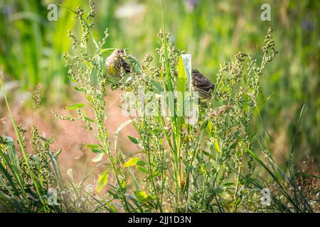 Young serins (Serinus serinus) sitting in grass Stock Photo - Alamy