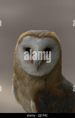Beautiful portrait of Barn owl ready to hunt (Tyto alba Stock Photo - Alamy