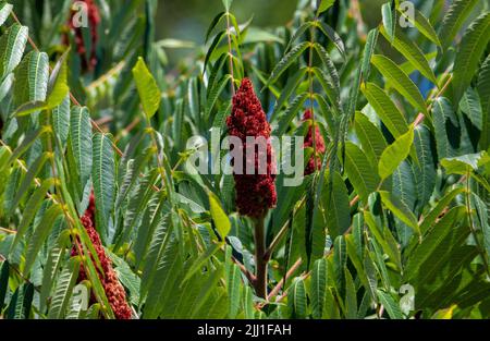 A close-up with a Rhus glabra flower, tree, branch Stock Photo - Alamy