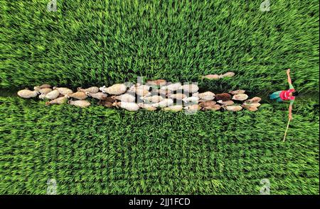 Aerial view of a shepherd herding sheep through lush green paddy fields ...