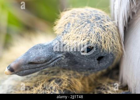 The close-up view of a fledgling Andean condor bird Stock Photo - Alamy