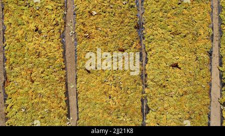 Drying sweet wine grapes under hot sun, raisins industry Stock Photo ...