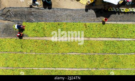 Drying sweet wine grapes under hot sun, raisins industry Stock Photo ...