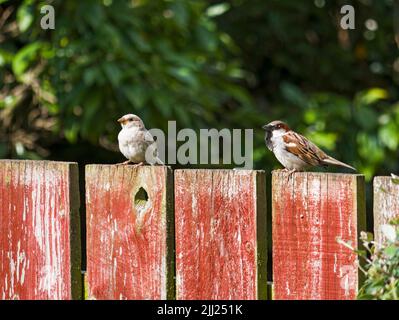 Contrast of a normal house sparrow, Passer domesticus, and one withs ...