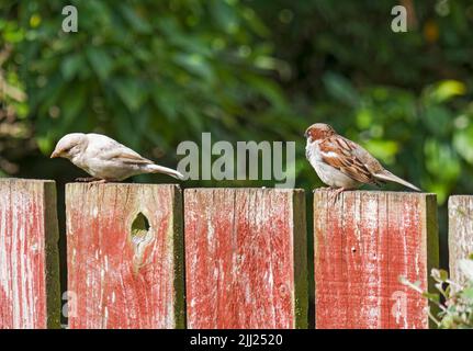 Contrast of a normal house sparrow, Passer domesticus, and one withs ...