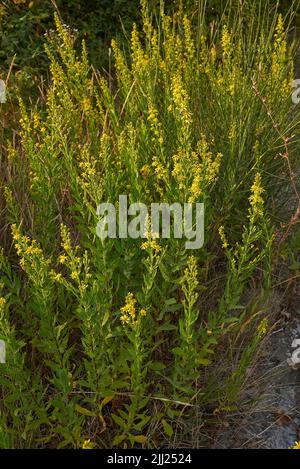 Dittrichia viscosa in bloom Stock Photo - Alamy