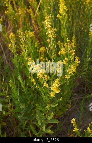 Dittrichia viscosa in bloom Stock Photo - Alamy