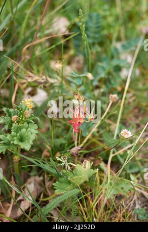 Geranium dissectum close up with fresh fruit Stock Photo - Alamy